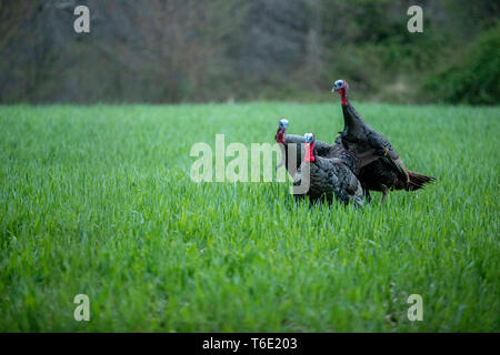 Jake turkeys fight decoys Stock Photo - Alamy