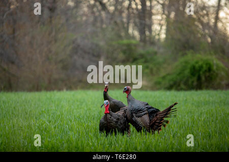 Jake turkeys fight decoys Stock Photo - Alamy