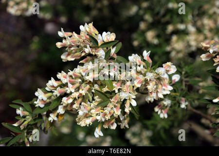 Chamaecytisus proliferus, tagasaste or tree lucerne, a common bush in ...