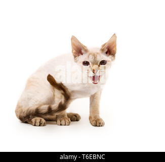 Cute young Lykoi / werewolf cat kitten standing / jumping on back paws ...