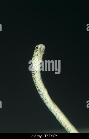 Spotted garden eel (Heteroconger hassi Stock Photo - Alamy