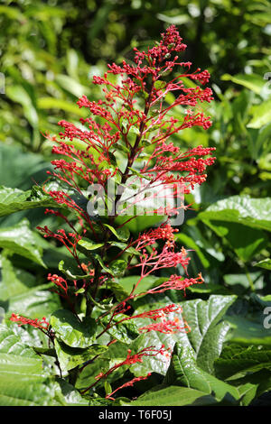 Dhobi Tree - Mussaenda frondosa Stock Photo - Alamy