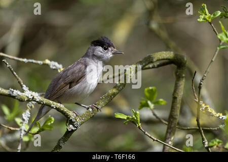 Female Eurasian blackcap, Female Eurasian blackcap with feather Stock ...