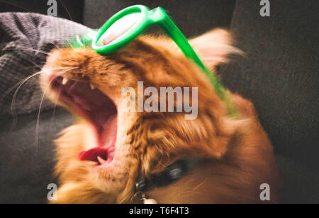 Maine Coon Kitten Stock Photo - Alamy