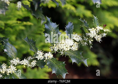 ilex,holly,sting-pods (ilex aquifolium Stock Photo - Alamy