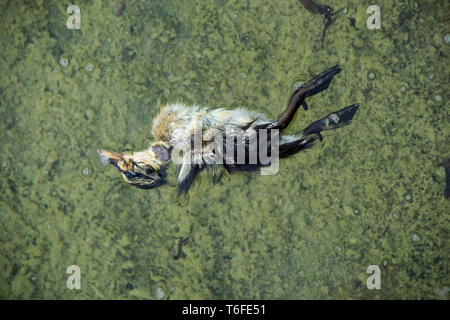 mallard (Anas platyrhynchos), dead duck in water, Germany, North Rhine ...