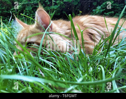 Adorable Portrait of Red Maine Coon Cat with Huge Chest Isolated on ...