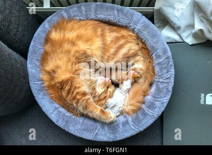 Playful Cute Curious Funny Maine Coon Cat With White-black Marble Fur ...