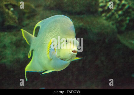 Bermuda blue angelfish Holacanthus bermudensis swims across a coral ...