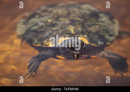 Mangrove Diamondback Terrapin Malaclemys terrapin rhizophorarum swims ...