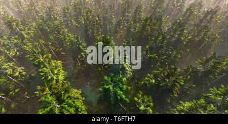 aerial view landscape of Tree or forest , Krabi Thailand Stock Photo ...