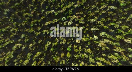 aerial view landscape of Tree or forest , Krabi Thailand Stock Photo ...