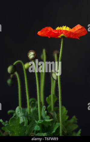 An orange poppy Papaver rhoeas with a dark purple center, featuring a ...