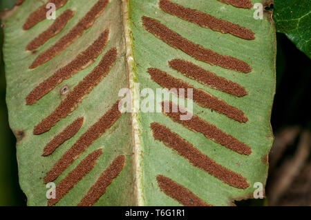 Sori, Harts-tongue fern (Asplenium scolopendrium Stock Photo - Alamy