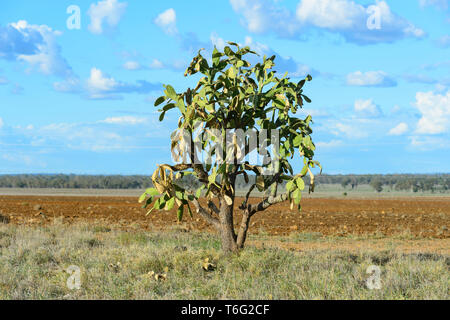 Cactus in the outback, Queensland, Australia Stock Photo - Alamy