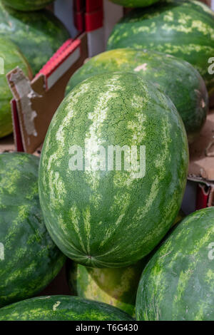 very big ripe green watermelon in the field with very fertile sandy ...