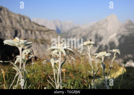some edelweis flowers in the mountains Stock Photo - Alamy
