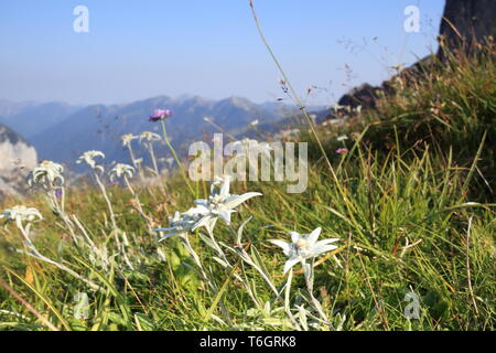 Edelweiss in the austrian mountains Stock Photo - Alamy
