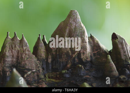 bombax - bombax buonopozense Stock Photo - Alamy