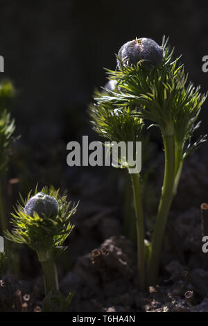 Spring Adonis, Spring Adonis, Adonis vernalis, Adonis Stock Photo - Alamy