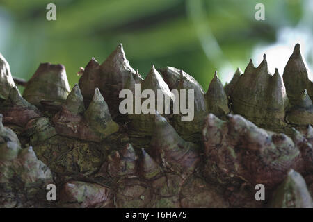 bombax - bombax buonopozense Stock Photo - Alamy