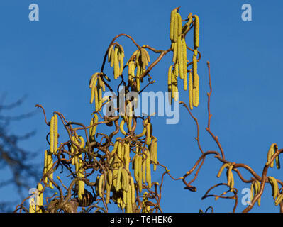 Beautiful hazelnut tree in spring Stock Photo - Alamy