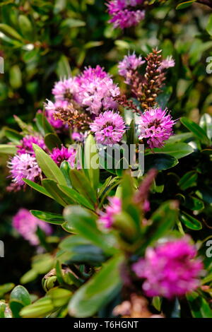 Hebe Pink Pixie Stock Photo - Alamy