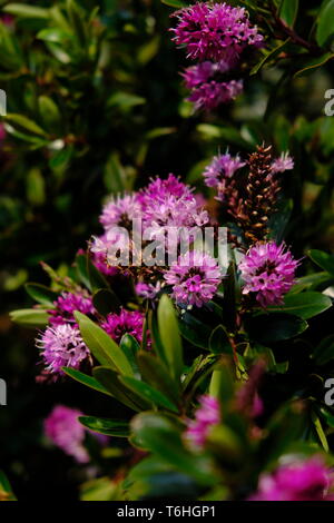 Hebe Pink Pixie Stock Photo - Alamy