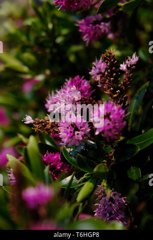 Hebe Pink Pixie Stock Photo - Alamy