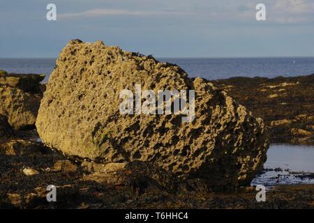 Carboniferous Sandstone Exposed along the Fife Coast at Kingsbarns ...
