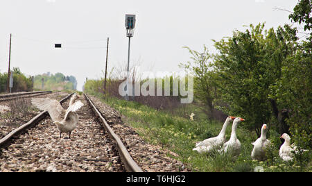 A domestic goose carefully crosses the train-rail, navigating the ...