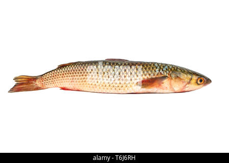 Fresh pelengas fish isolated on white background, top view Stock Photo ...