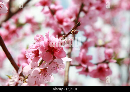 luxurious peach blossoms in spring Stock Photo - Alamy