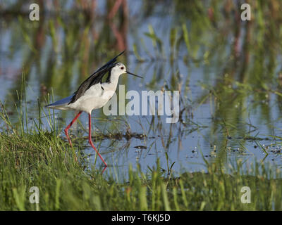 Common Stilt, Himantopus himantopus, North Sea, Europe Stock Photo - Alamy