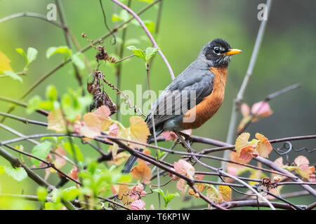 American Robin in spring Stock Photo - Alamy
