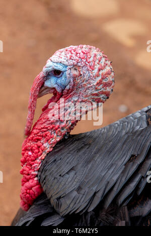 Turkey wandering freely in the grounds at Babylonstoren Farm ...