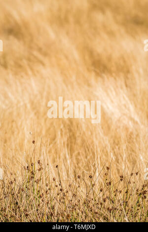 Hay field in spring Stock Photo - Alamy