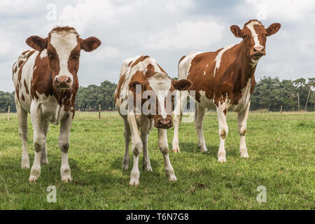 Curious cows in Dutch pasture Stock Photo - Alamy