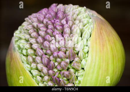 Allium before blooming Stock Photo - Alamy