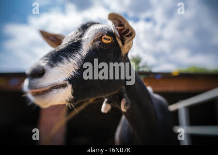 Black and white goat fur close-up texture with striped animal coat ...