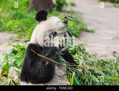 Fat Panda eating Bamboo Stock Photo - Alamy