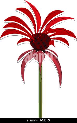 vector illustration of a bee balm flower, for floral designs, botanical ...