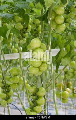 Red ripe tasty Dutch tomatoes growing indoor in greenhouse all seasons ...