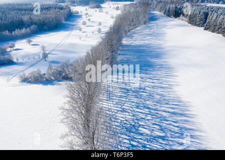 Tree row with long shadows in winter, avenue at Icking, drone shot ...