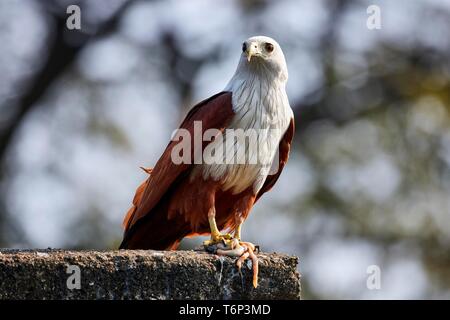 Brahminy Kite (Haliastur indus) with intestines in claws, sitting on ...