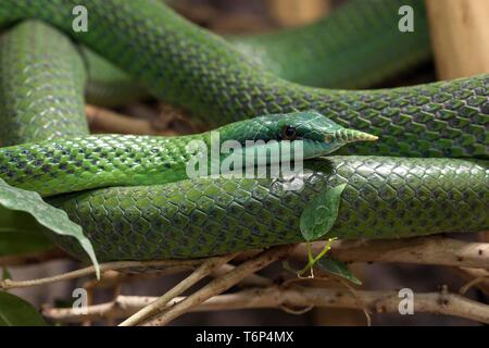 Rhinoceros ratsnake (Gonyosoma boulengeri), captive, occurrence North ...