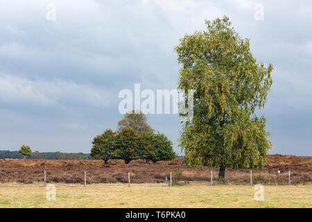 Dutch national park Veluwe with oak trees near heath Stock Photo - Alamy