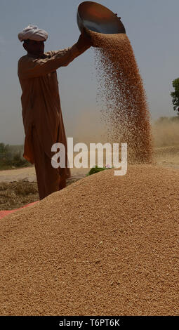 Pakistani farmer's family busy in harvesting & thrashing the wheat ...