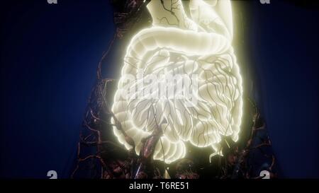 Human Body with Visible Digestive System Stock Photo - Alamy