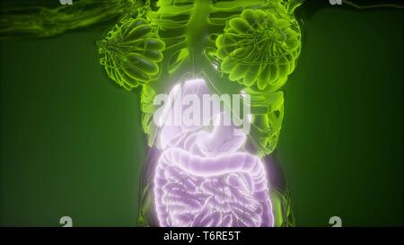 Human Body with Visible Digestive System Stock Photo - Alamy
